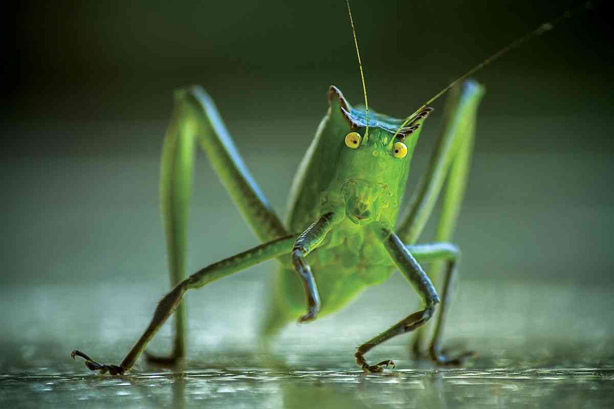 Cum au triumfat greierii asupra furnicilor în Europa - Reporter Global